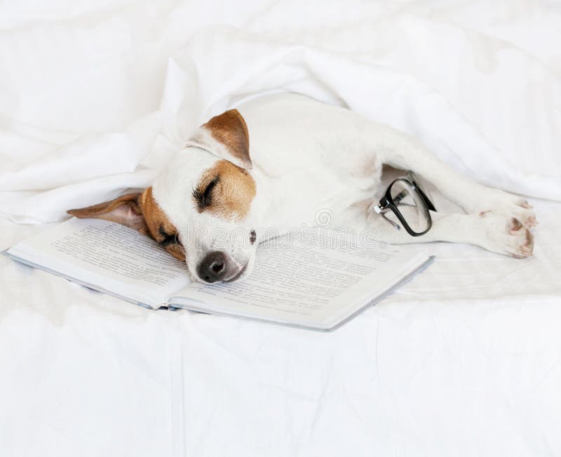 Sleeping dog with book stock photo. Image of russell - 142036262