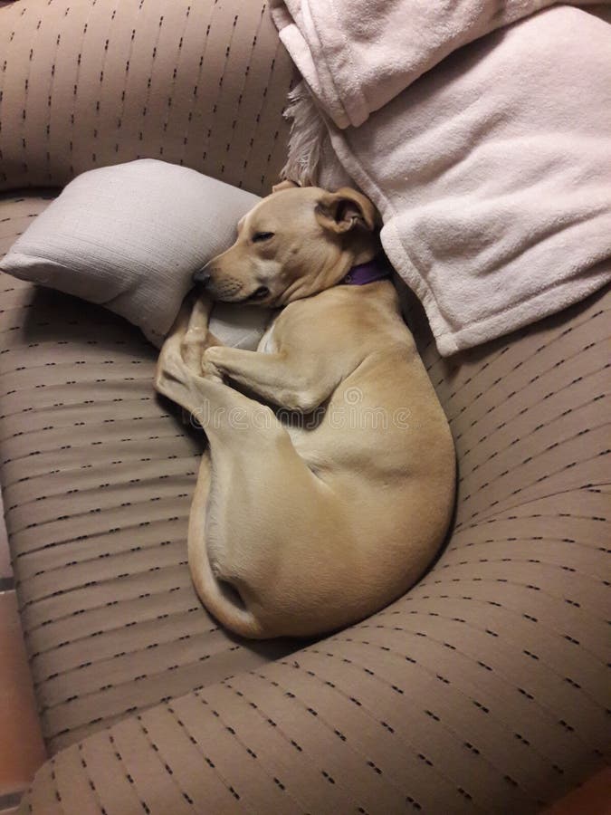 484 Dog Curled Up Stock Photos - Free & Royalty-Free Stock Photos from ...