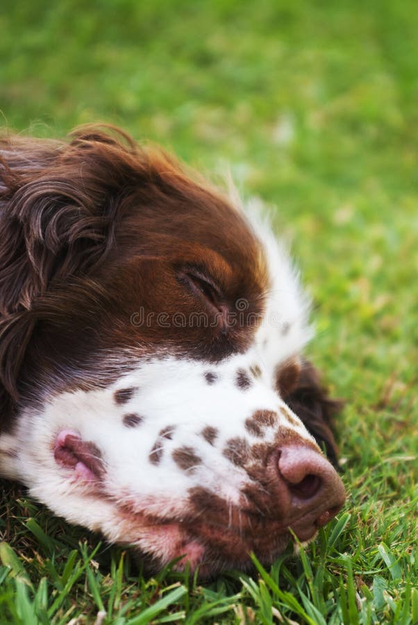 Sleeping Dog stock image. Image of humor, exhausted, green - 76484693