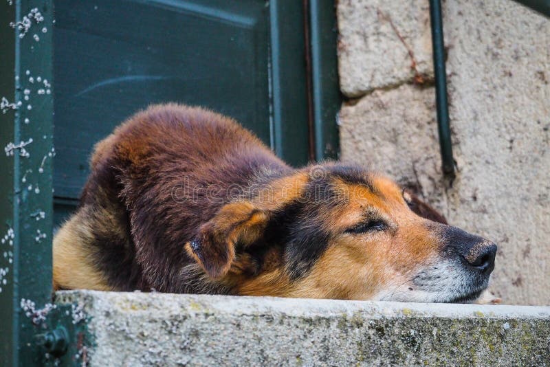 Sleeping dog stock photo. Image of family, sleeping, guard - 64995414