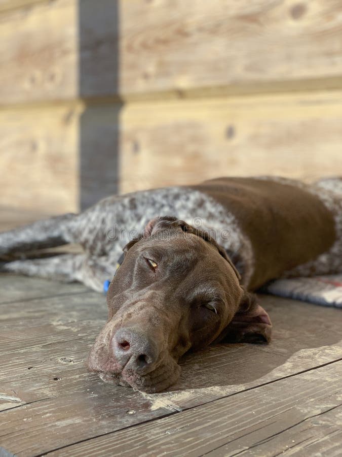 Sleeping dog stock image. Image of pointer, shorthair - 278017845