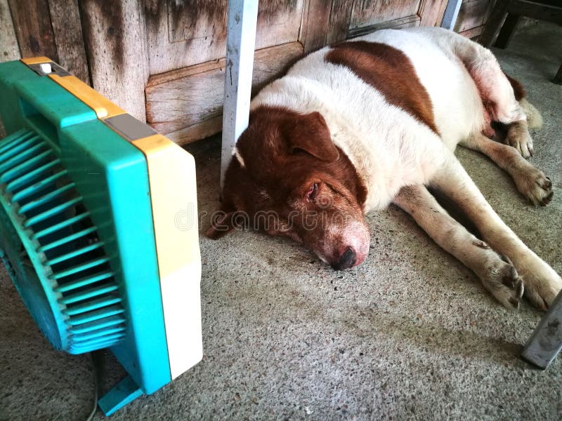 The Sleeping Dog Has a Fan Blowing Stock Image - Image of breed, tired ...
