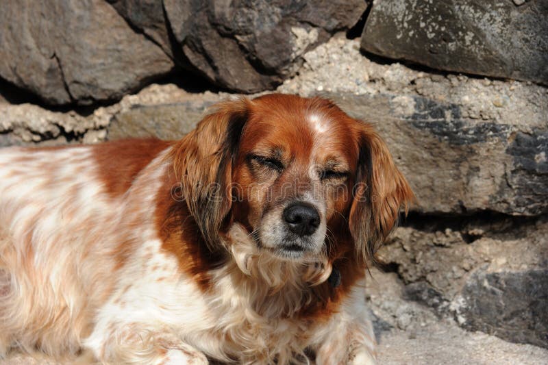 Sleeping dog stock photo. Image of domestic, longhaired - 43056354