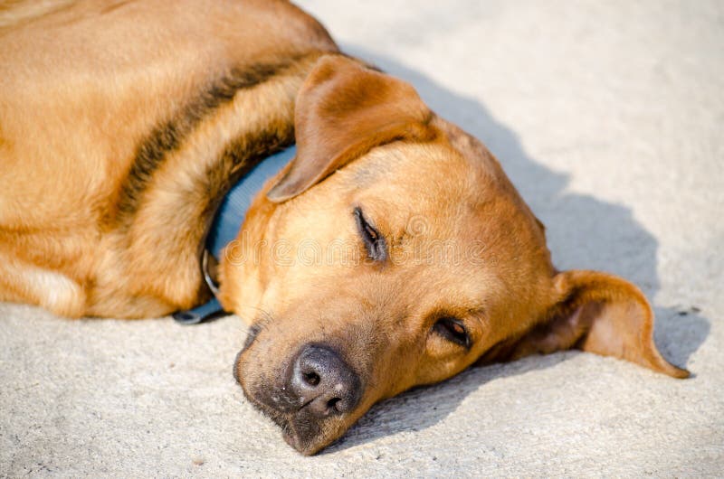 Sleeping dog stock photo. Image of large, horizontal - 36895762