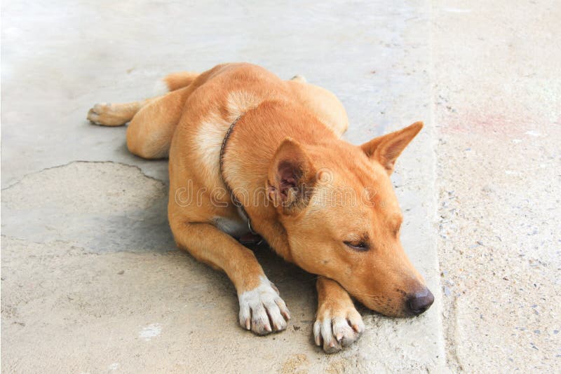Sleeping dog stock image. Image of orange, afternoon - 65458319