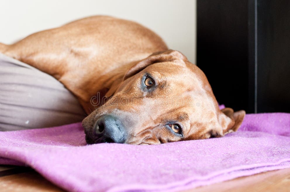 Sleeping dog stock photo. Image of rhodesian, brown, sweet - 54464450