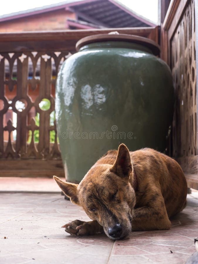 Sleeping dog stock photo. Image of shot, house, terrace - 91864916