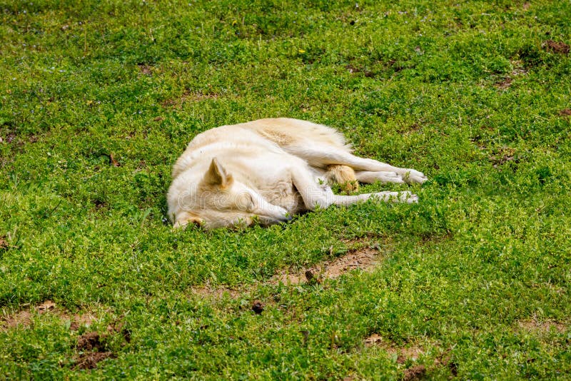 Sleeping Dog. Tired Ranch Dog Sleeping in the Grass on a Warm Spring ...