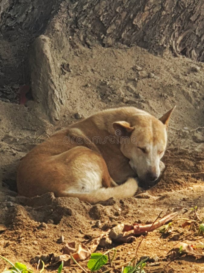 Sleeping dog under a tree stock photo. Image of mammal - 295524162