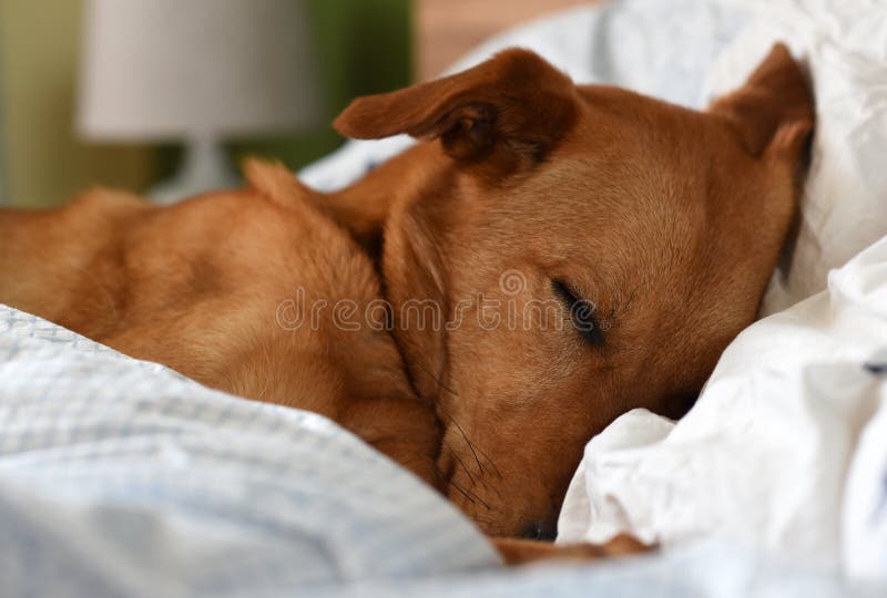 Sleeping Dog Underneath the Sheets Stock Image - Image of friendship ...