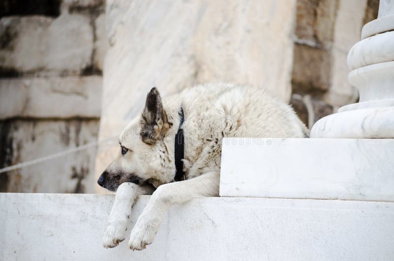 Sleeping dog stock photo. Image of horizontal, silence - 37161914
