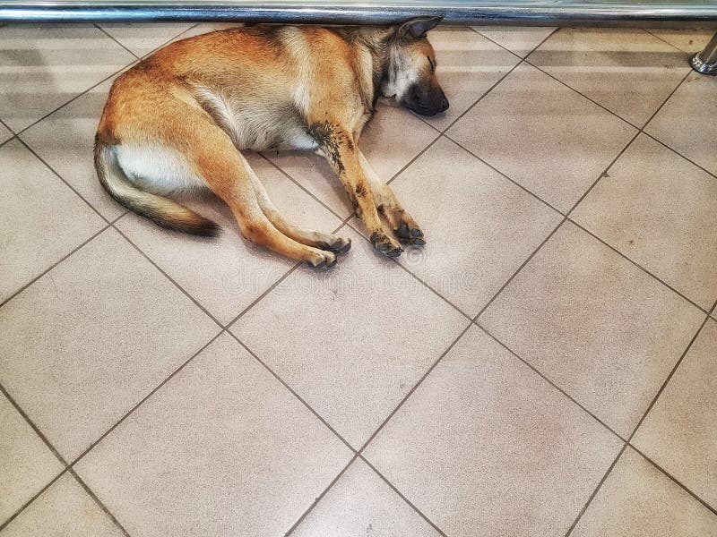 Sleeping dogs stock photo. Image of sleeping, tiled, dogs - 91298662