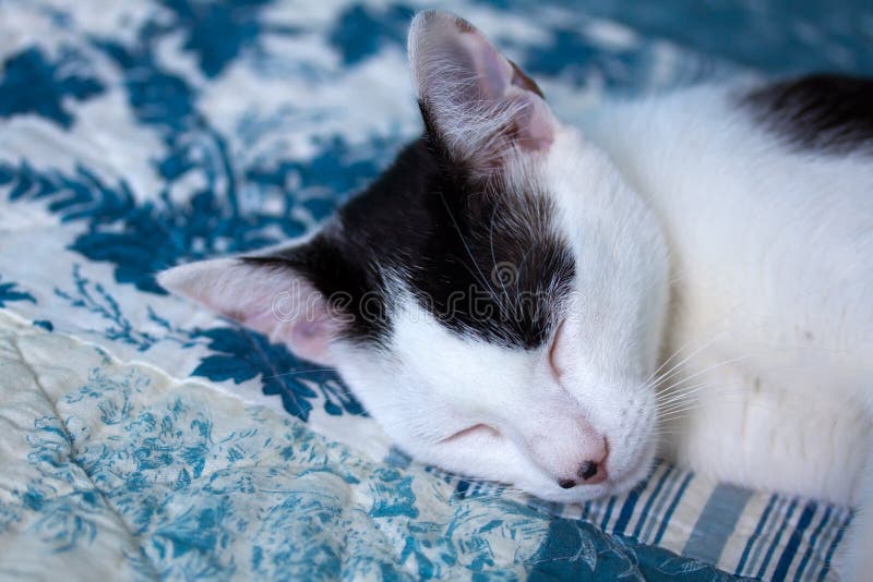 Sleeping domestic cat stock image. Image of mammal, pattern - 95961561