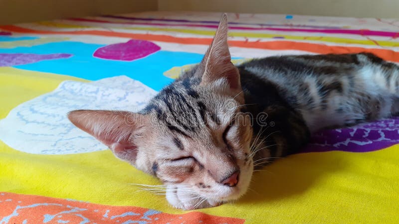 Sleeping Domestic Cat Face Closeup in the Bed Stock Photo - Image of ...
