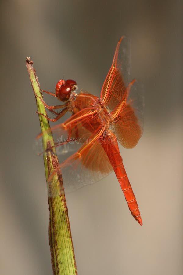 Sleeping Dragon stock photo. Image of odonata, perched - 3161584
