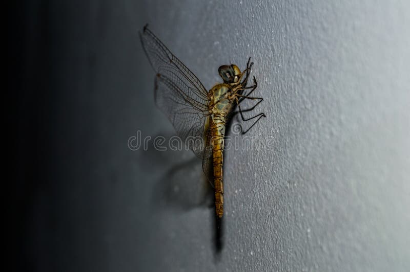 Dragonfly Sleeping Under a Leaf in the Rainforest Stock Photo - Image ...