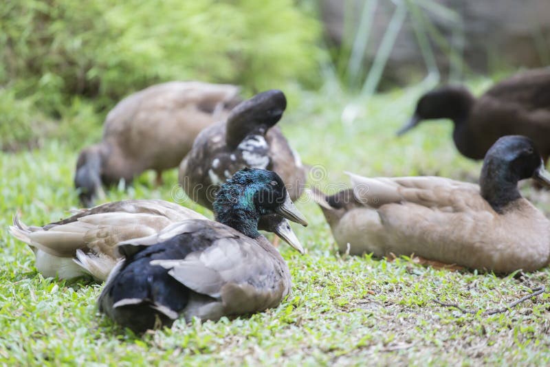 Sleeping duck on the grass stock photo. Image of beautiful - 63598790