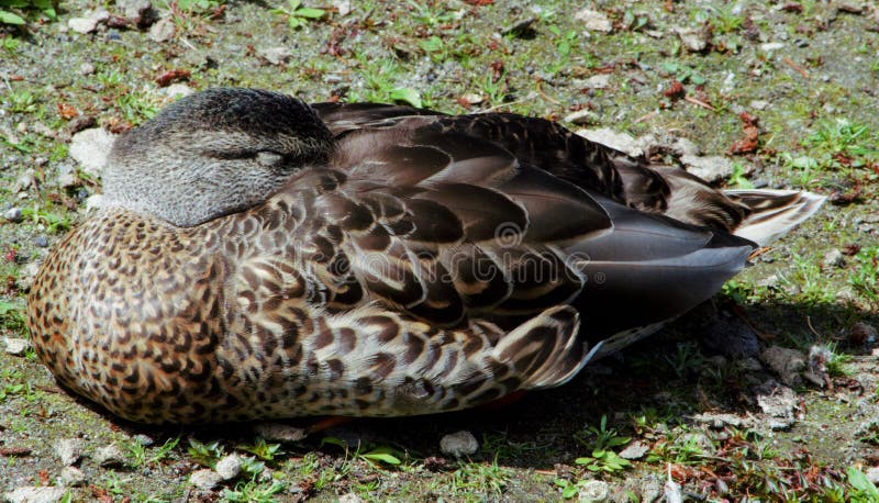 Sleeping Duck stock photo. Image of duck, ducks, beautiful - 74464964