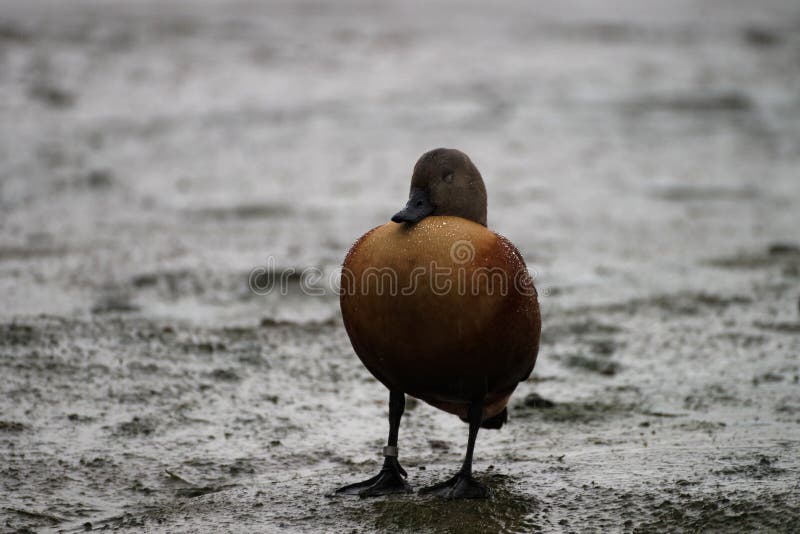 Sleeping duck in the mud. stock image. Image of standing - 87344713