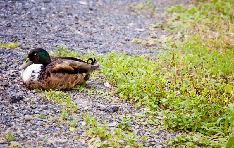 Sleeping Duck stock photo. Image of fowl, sleeping, resting - 41775606