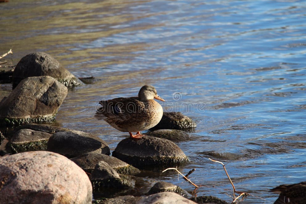 Sleeping duck on a rock stock photo. Image of sleeping - 80827832