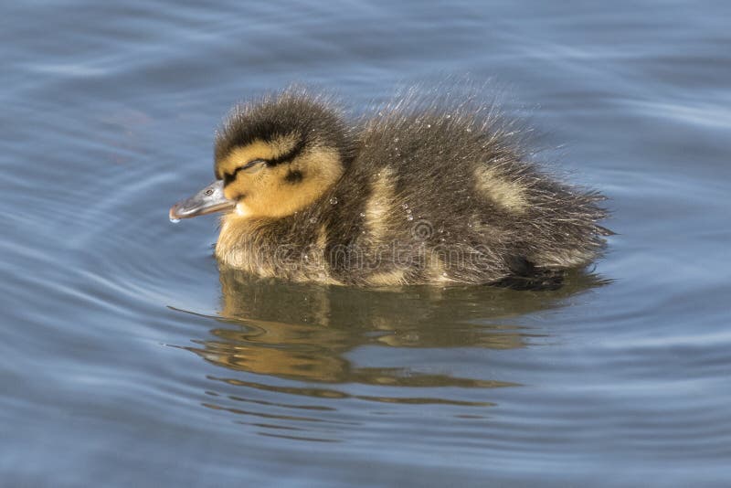 Duckling sleeping stock image. Image of sleeping, spring - 96984171