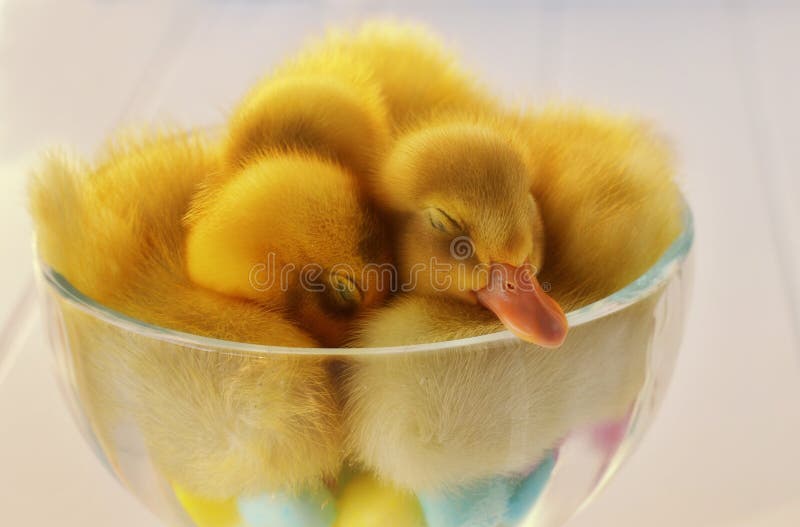A Sleeping Duckling Sundae stock image. Image of duck - 39265037