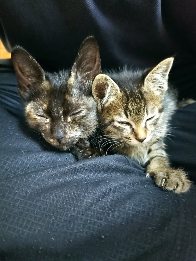 Sleeping duo baby cat stock image. Image of cute, tiny - 261791349
