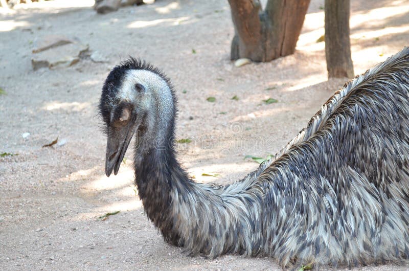 Sleeping Emu stock image. Image of habits, bird, sleep - 77619993