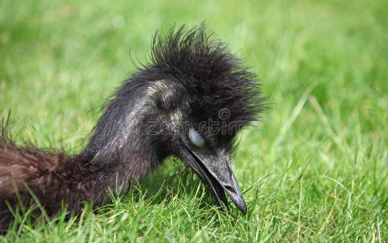 Sleeping emu - closeup. stock photo. Image of close, look - 19664924