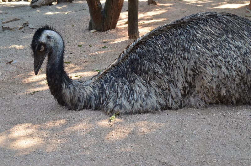 Emu Sleeping Stock Photos - Free & Royalty-Free Stock Photos from ...