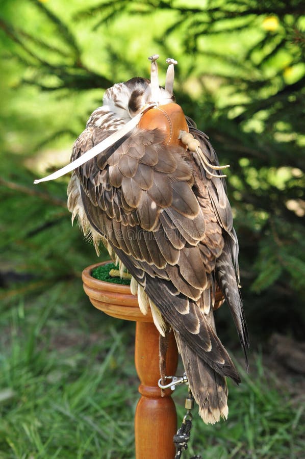 Sleeping falcon stock photo. Image of carnivorous, wildlife - 19741030