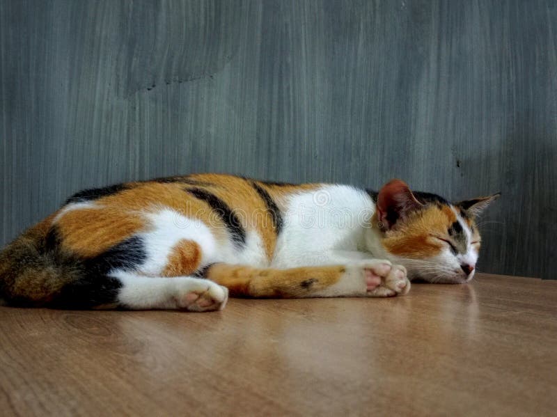Sleeping Female Cat on My Desk Stock Photo - Image of color, desk ...