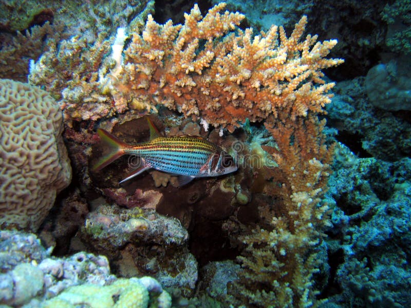 Sleeping fish stock image. Image of reef, dive, underwater - 402039