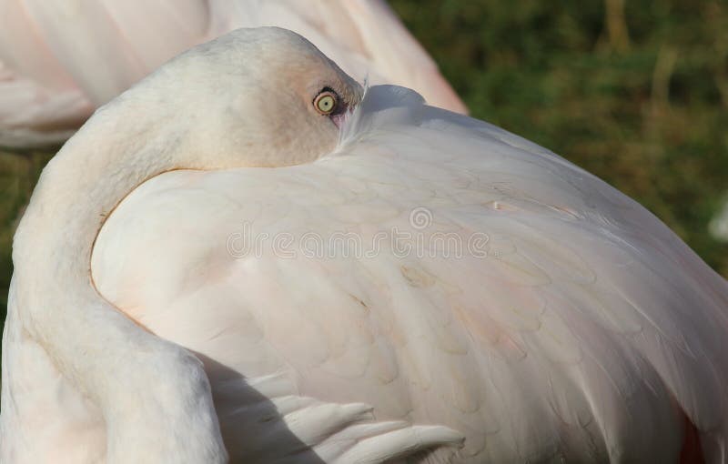 Sleeping flamingo stock photo. Image of exotic, color - 21607442