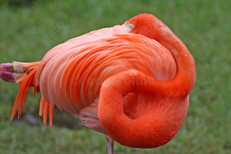 Sleeping Flamingo stock photo. Image of orange, beak, duck - 4851508