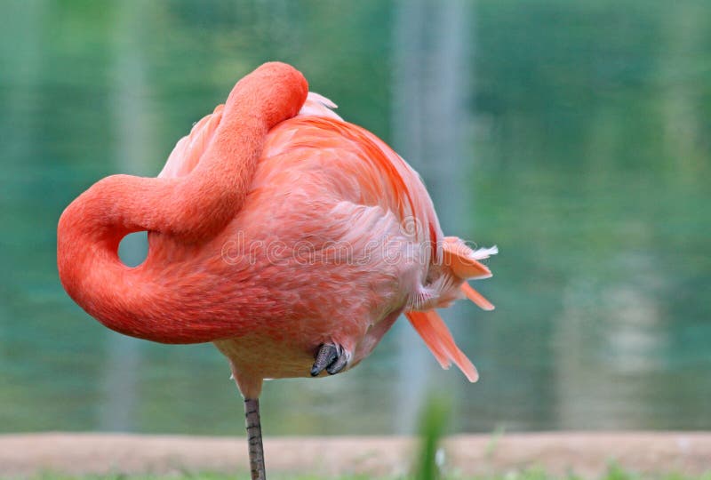 Sleeping Flamingo stock photo. Image of orange, beak, duck - 4851508