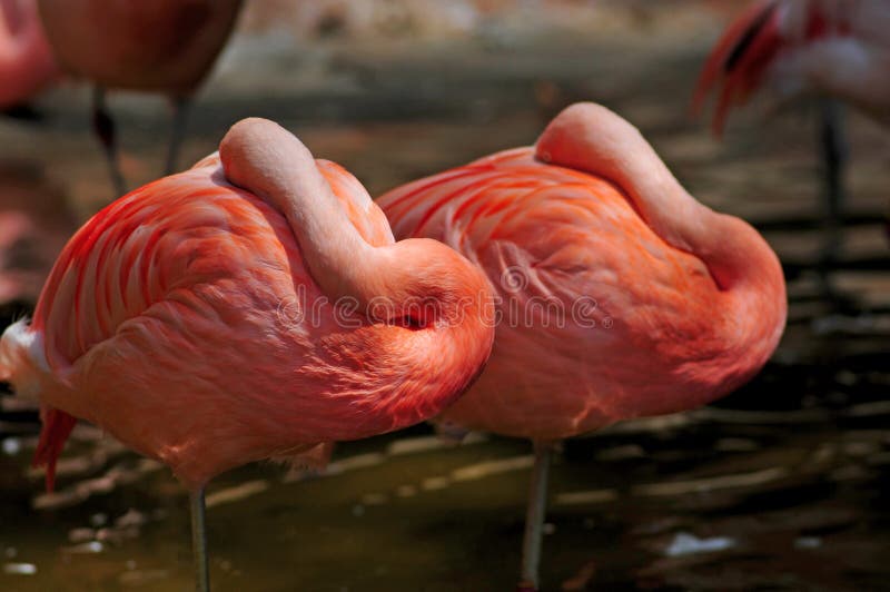 476 Sleeping Flamingos Stock Photos - Free & Royalty-Free Stock Photos ...