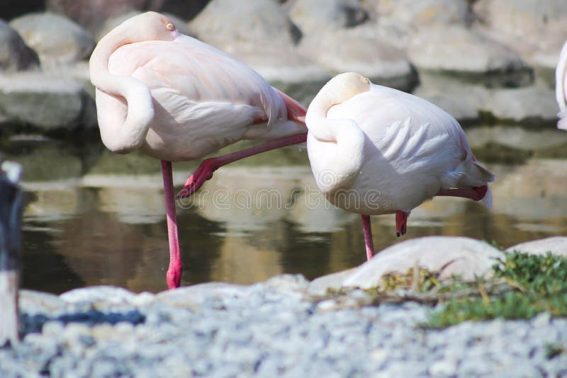 424 Sleeping Flamingos Stock Photos - Free & Royalty-Free Stock Photos ...