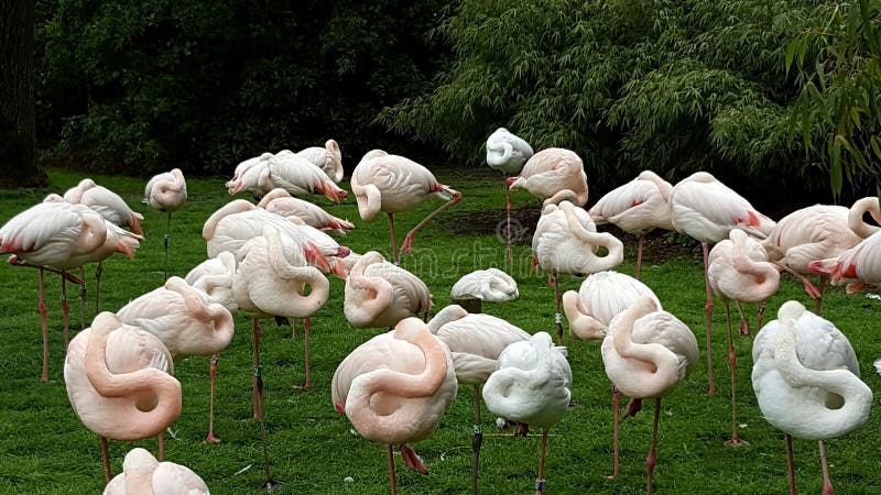 Flamingos In Sleeping Positions At Southern California Wild Animal Park ...