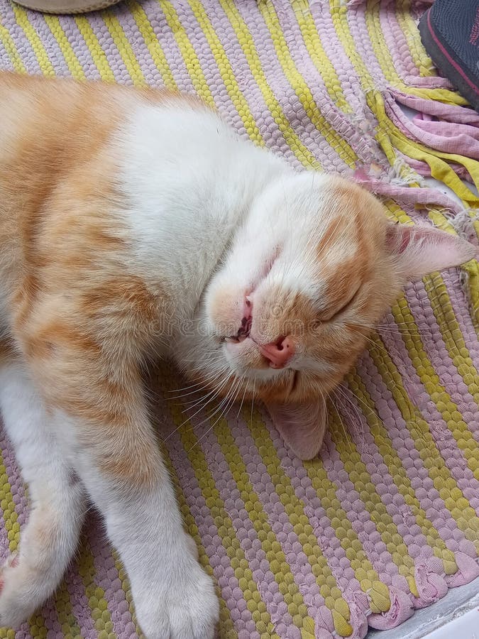 Sleeping Fluffy Ginger Cat. Sleepy Tomcat on White Soft Bedspread. Home ...