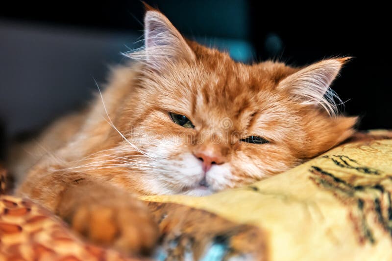 Cute Fluffy Sleeping Red Cat Stock Image - Image of funny, purebred ...