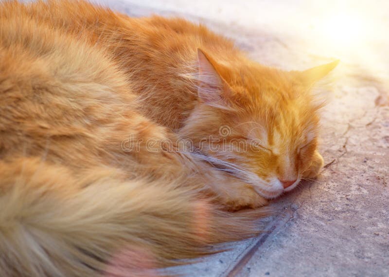 Sleeping Fluffy Ginger Cat. Sleepy Tomcat on White Soft Bedspread. Home ...