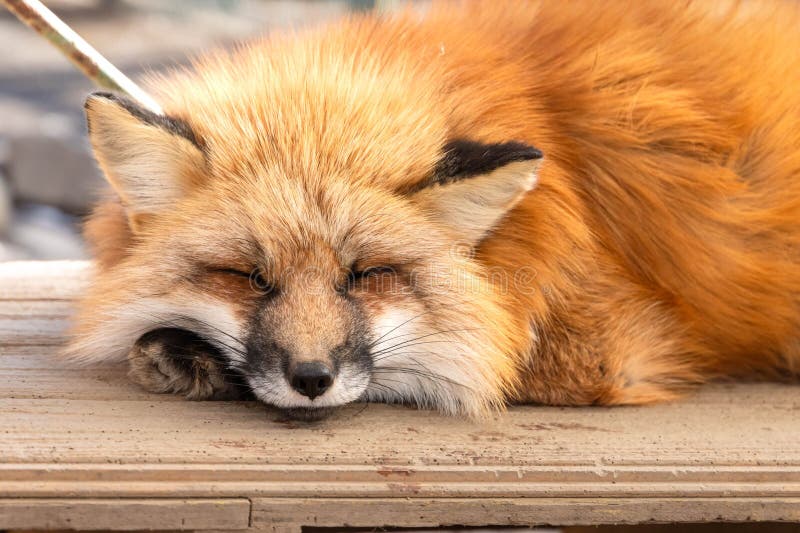 Sleeping fluffy red fox stock photo. Image of environment - 326801082