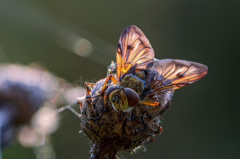 Sleeping fly in the sun stock image. Image of nature - 83256509