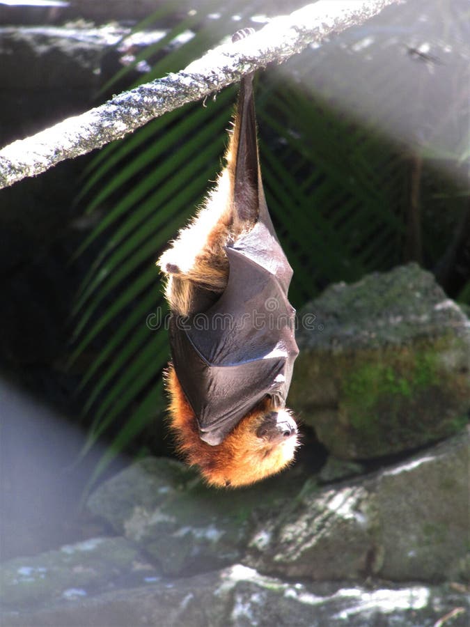 Sleeping flying fox stock image. Image of rest, head - 101879555