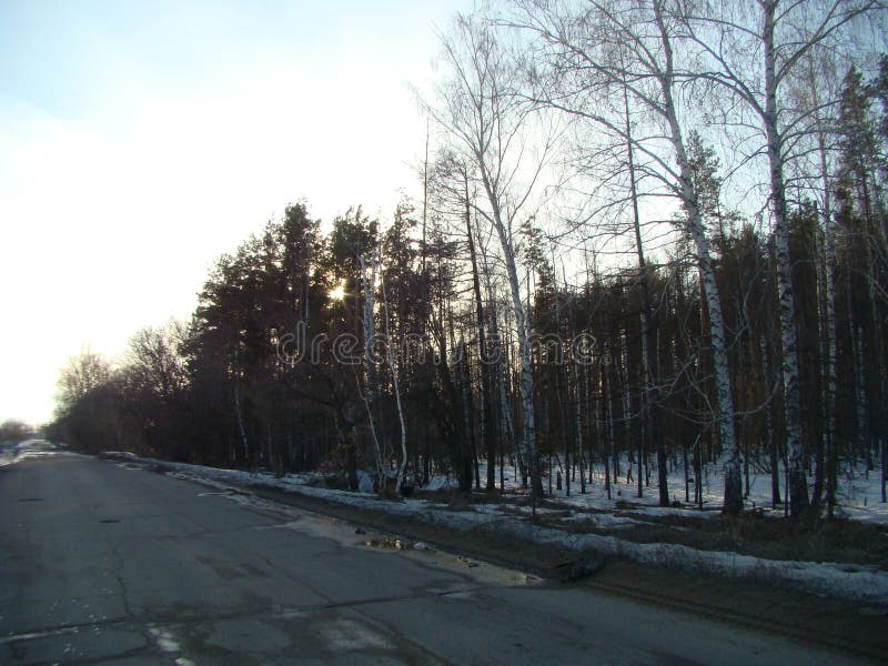 Sleeping forest stock image. Image of snow, sunrise, birch - 88567053