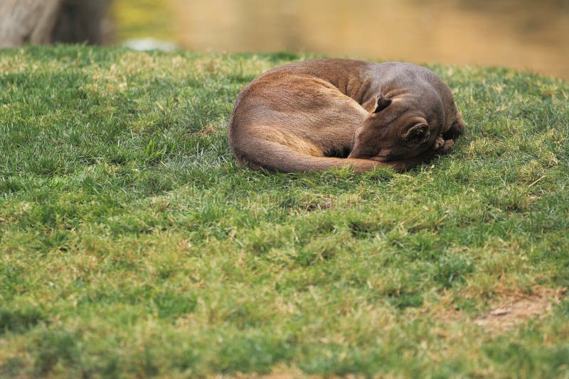 Sleeping fossa stock image. Image of ferox, nature, sleeping - 29987699