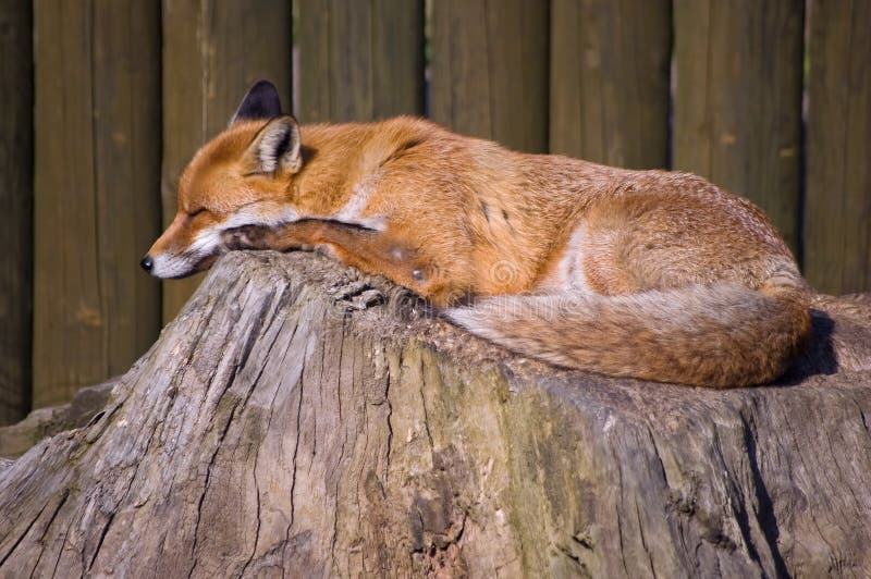 Sleeping Fox stock photo. Image of tree, relaxed, freedom - 28677774
