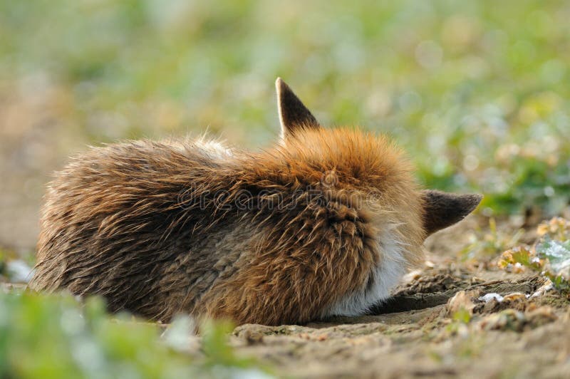 Sleeping Fox stock image. Image of wildlife, grasslands - 34960547